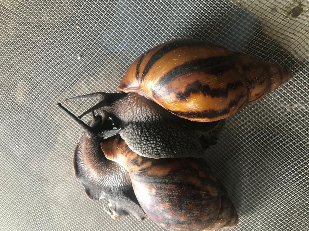 Roovision Snail Farm Online Academy – Roovision Snail Farm Online Academy